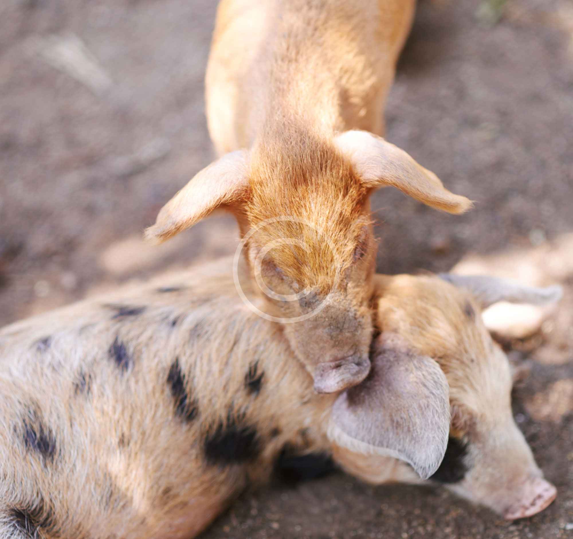 Woodland/Pastured Pork – Wagener's Meat